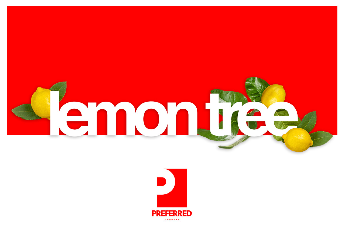 Preferred Gardens Handroll 2G - Lemon Tree - The Flowery